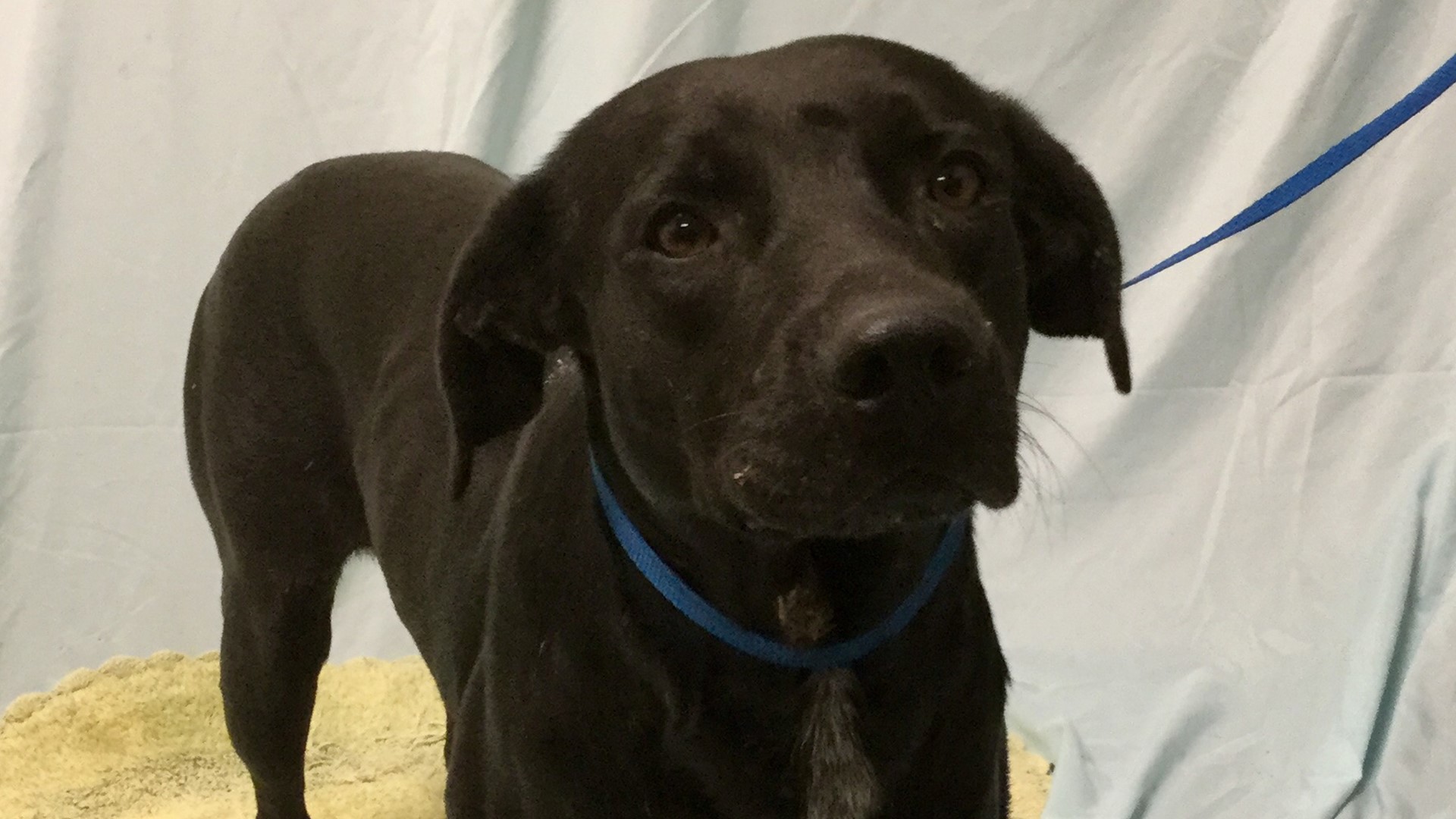 Harris County Animal Shelter overwhelmed with over 400 dogs, cats ...