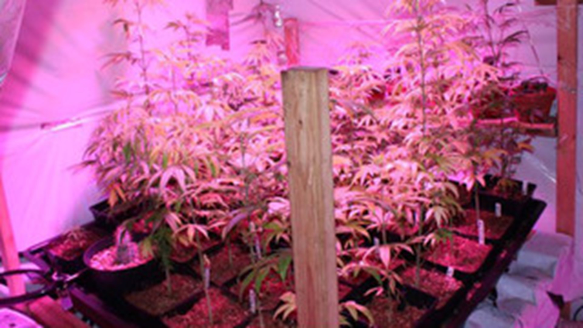 Katy man arrested, accused of growing peyote | khou.com