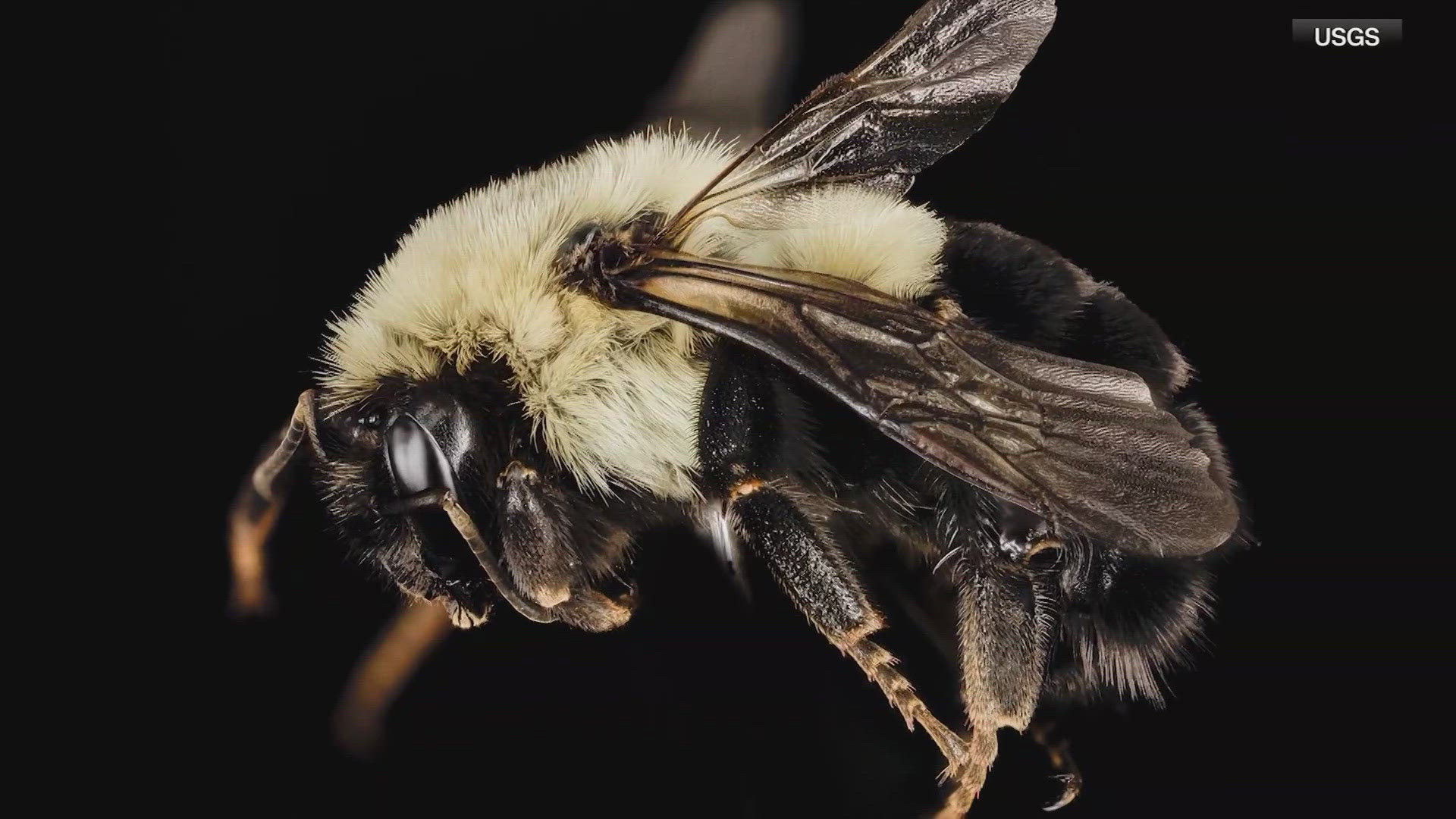Queen bumble bees can breathe underwater for a week, new study shows ...