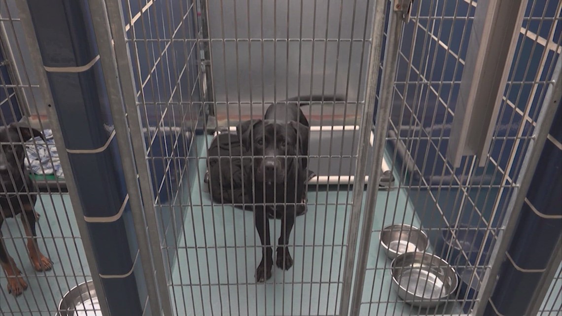 Houston news: BARC warns of scam involving lost pets | khou.com