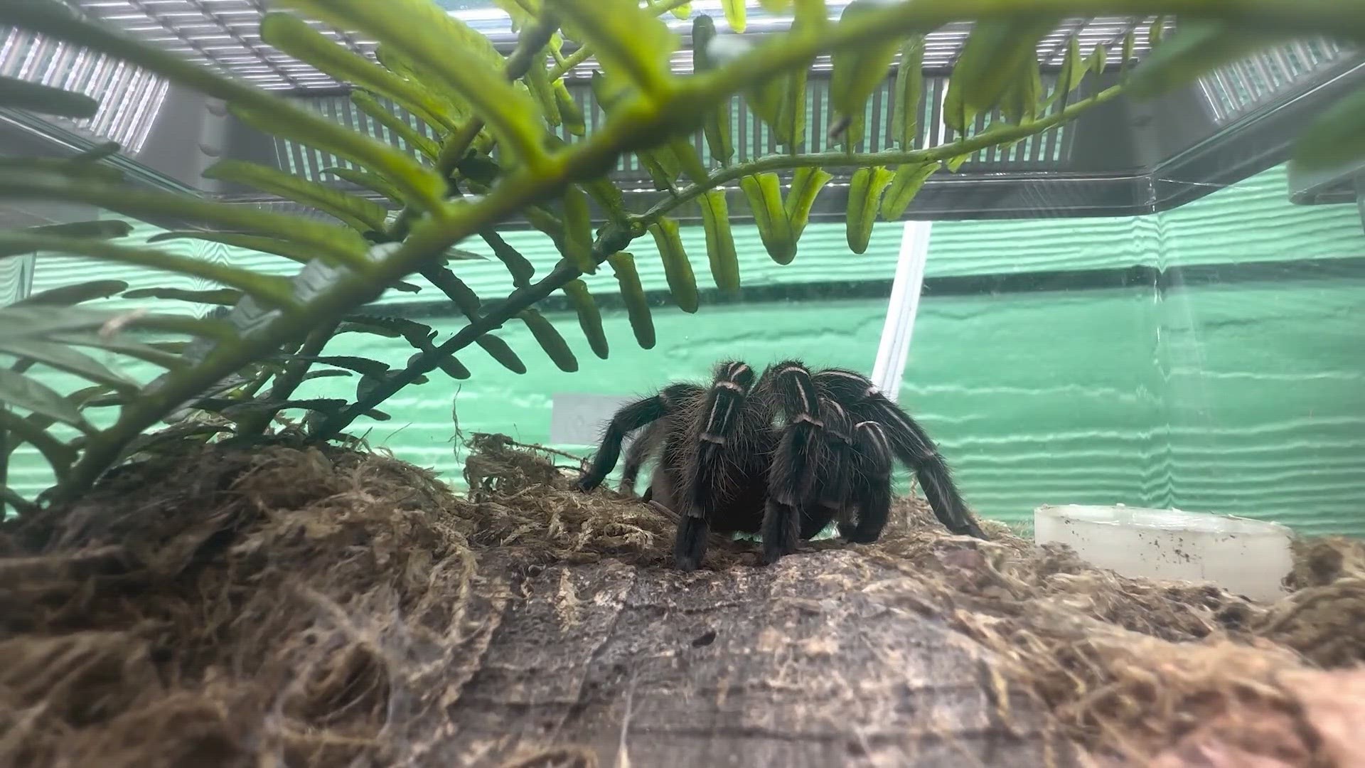 Tarantulas taking over Central Texas | khou.com