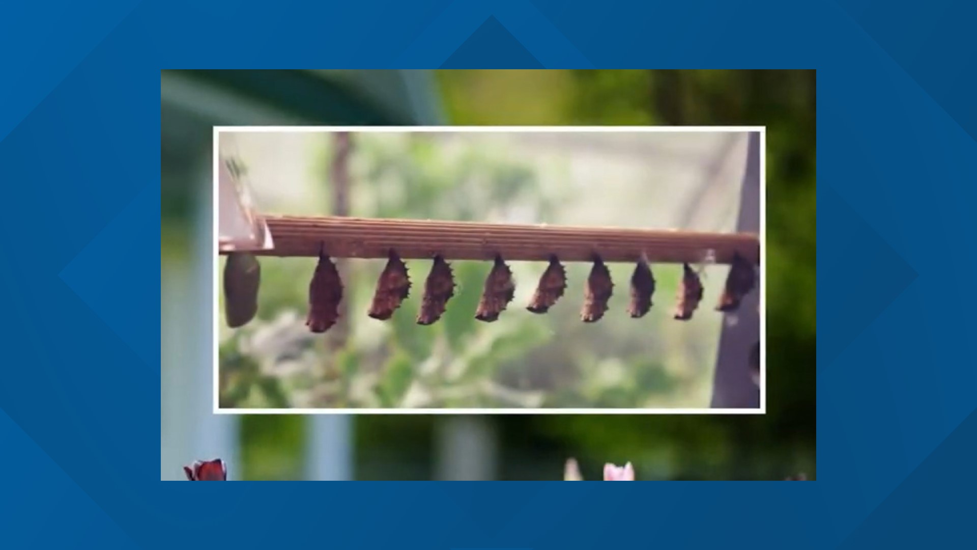 What stinging caterpillars look like and how to treat a sting | khou.com