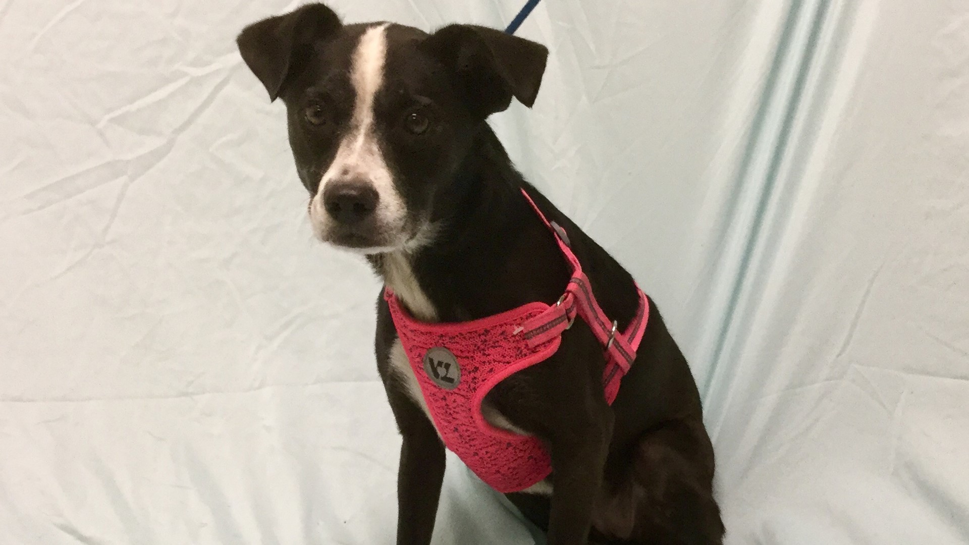 Harris County Animal Shelter overwhelmed with over 400 dogs, cats ...