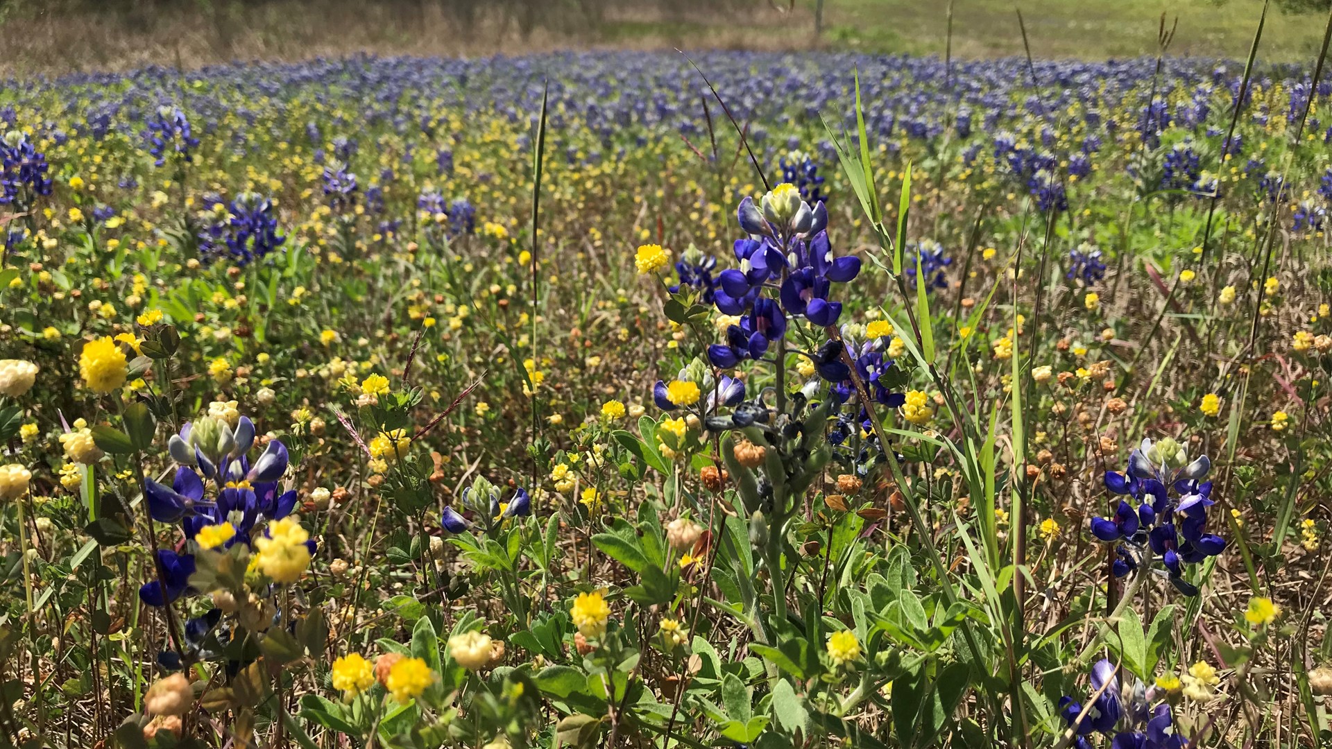 Where to find bluebonnets in Houston | khou.com