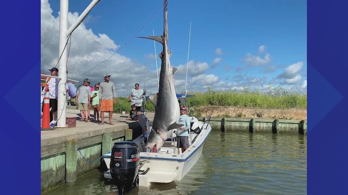 Texas City fisherman reels in 12-foot, 1,000-pound tiger shark | khou.com