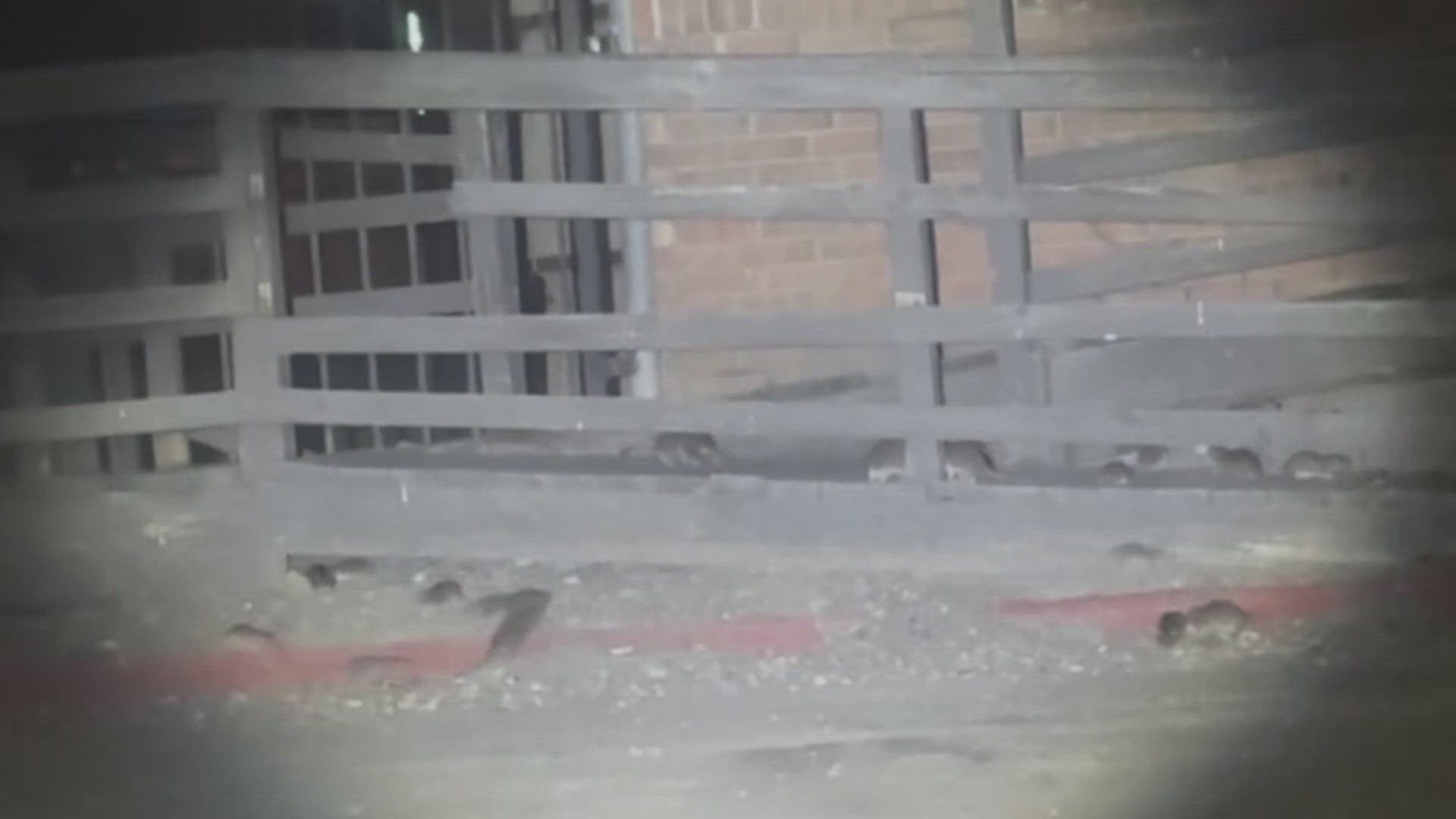 What to do if you have rats or other issues at your apartment complex ...