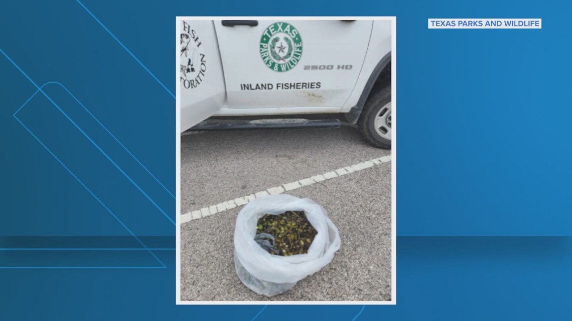 Texas boaters warned about invasive aquatic plants | khou.com