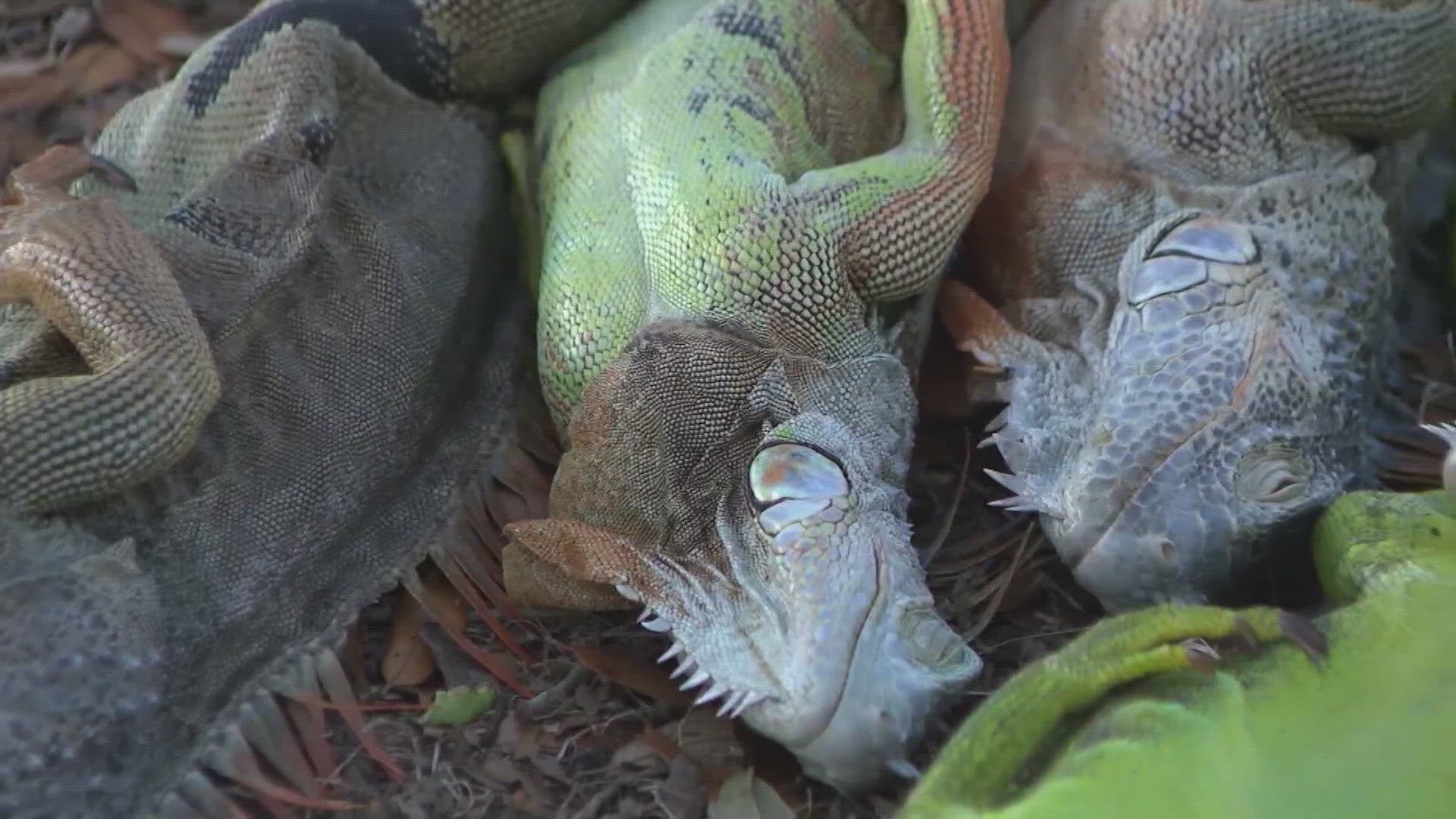 Cold snap causes iguanas to fall from trees in Florida | khou.com