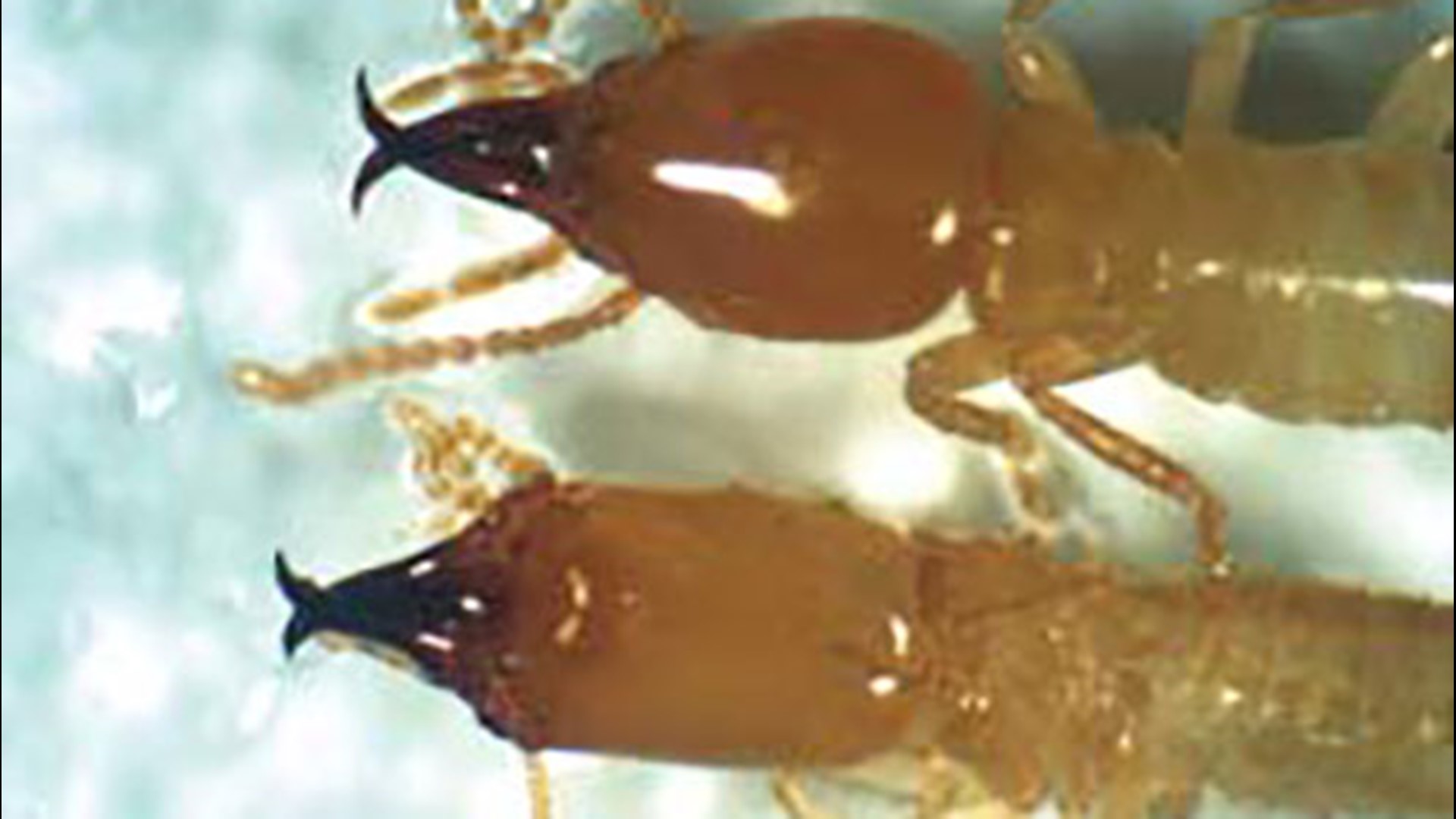 Formosan termites are here and ready to do some damage | khou.com