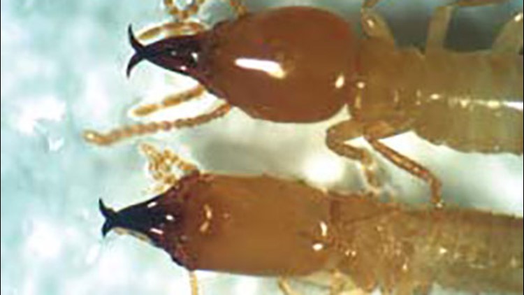 Formosan termites are here and ready to do some damage | khou.com