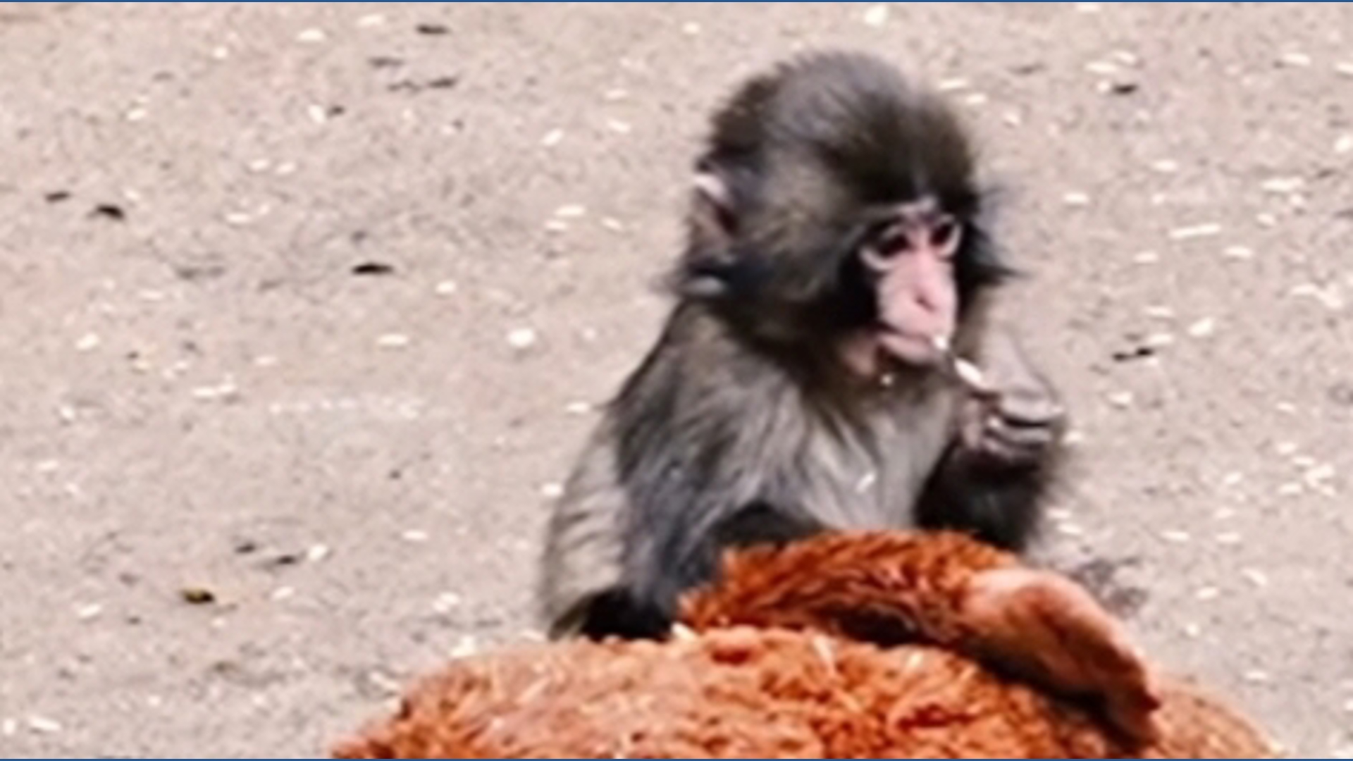 Update on Punch the monkey | khou.com