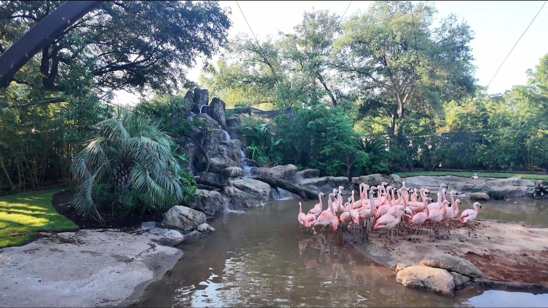 Video: Flock of flamingos moves into new home at Houston Zoo | khou.com