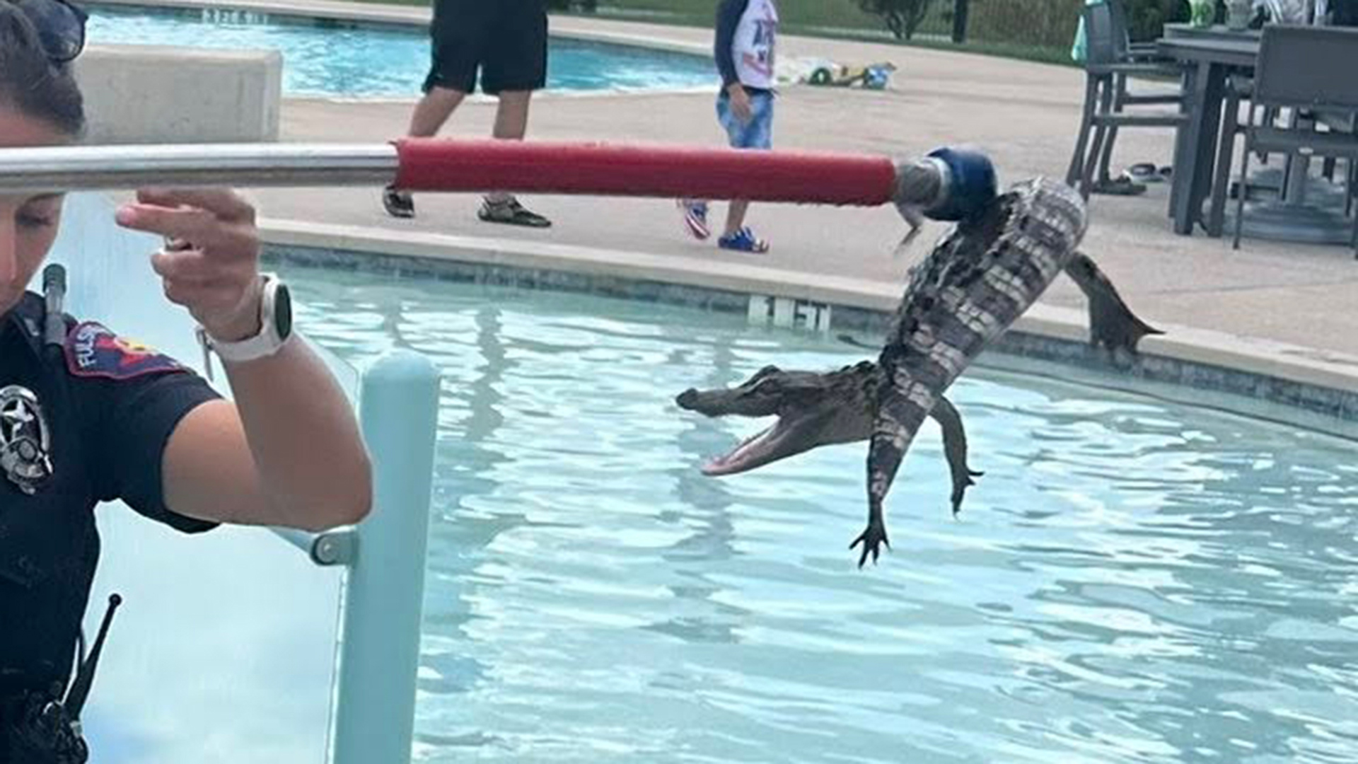 Fulshear police remove gator from Cross Creek Ranch community pool ...