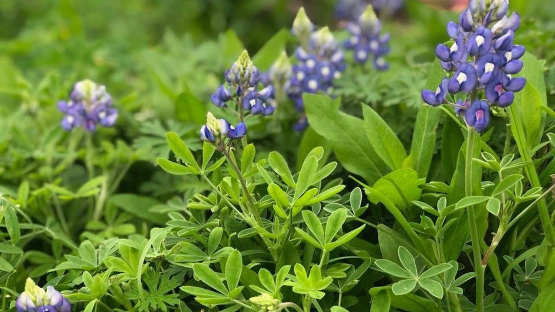 Where to find bluebonnets in Houston | khou.com
