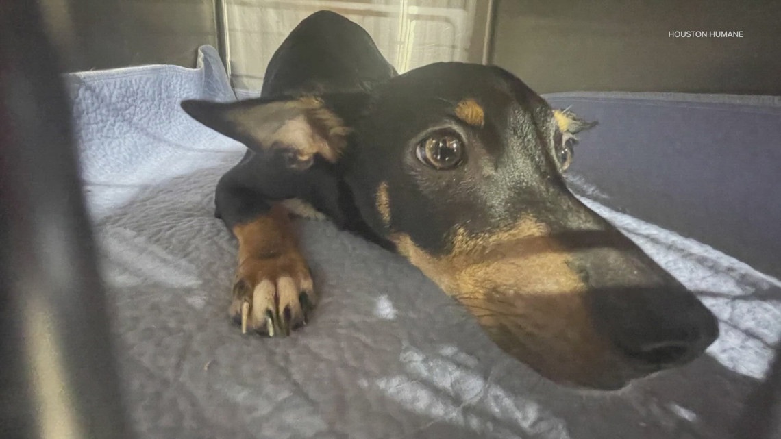 23 dogs rescued from hoarding situation by Houston Humane Society ...