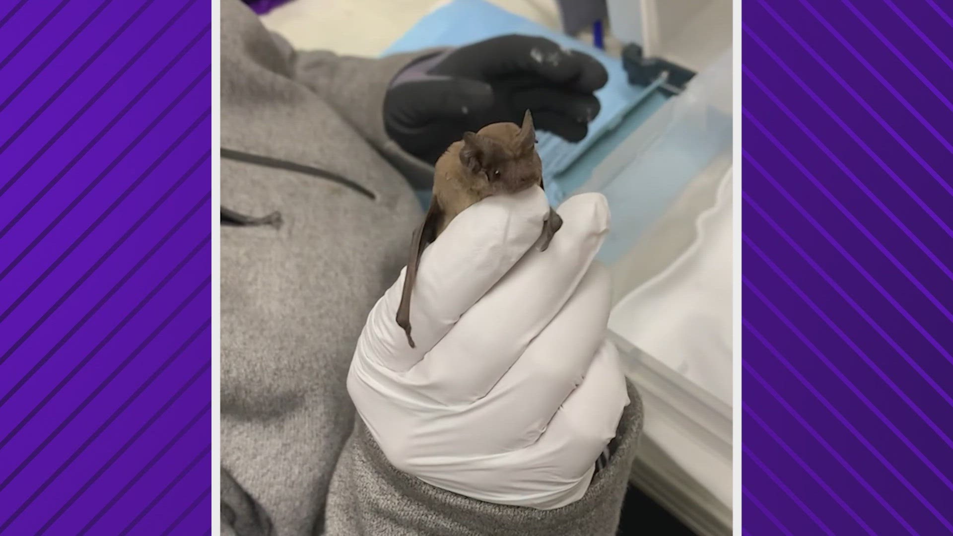 Hundreds of cold-stunned bats rescued in Houston area | khou.com