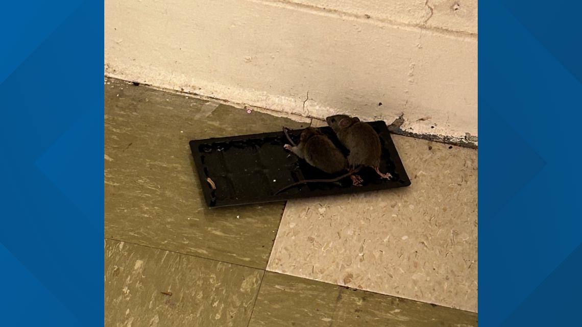 Houston middle school dealing with rat infestation | khou.com