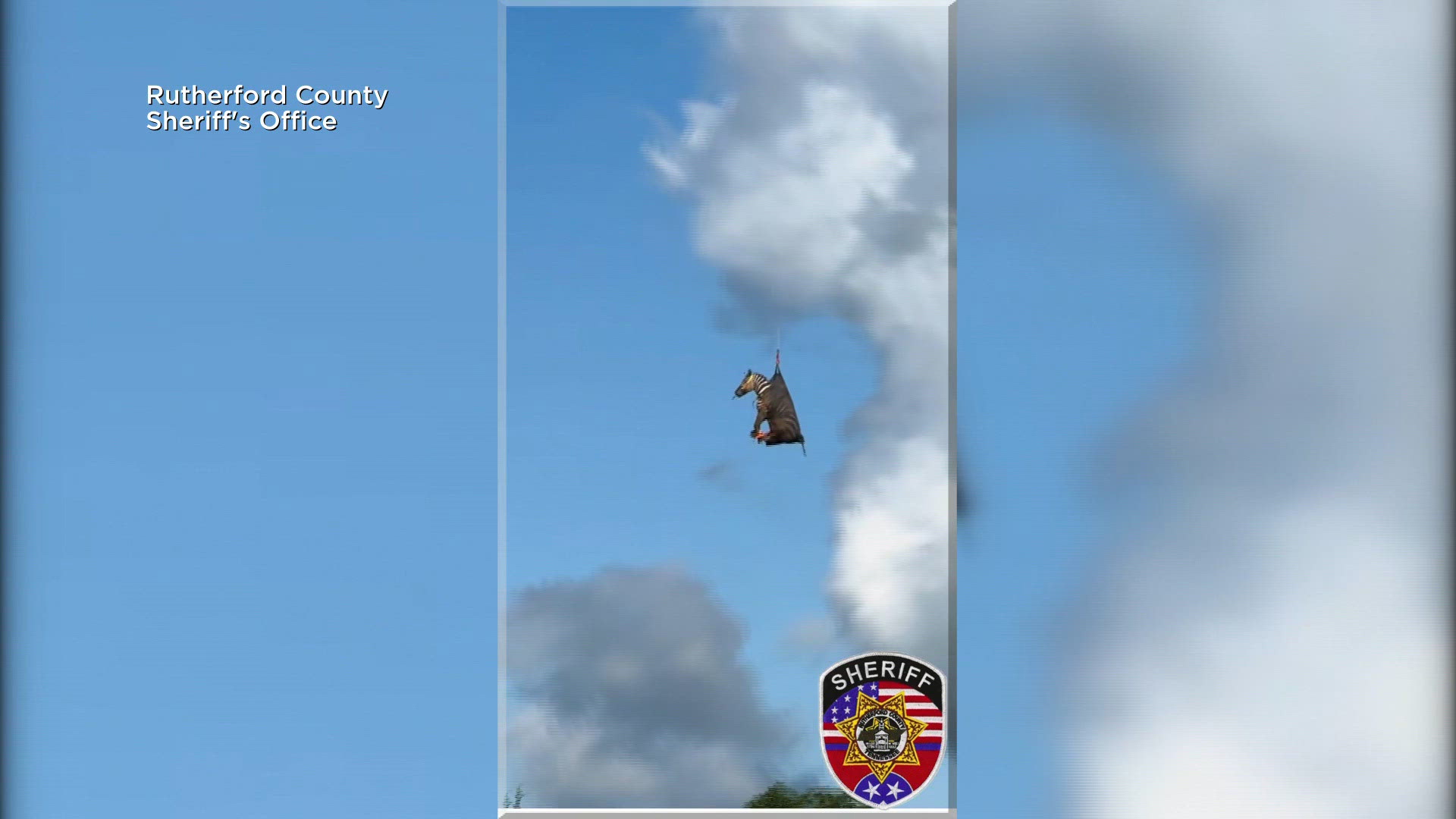 Zebra rescue: Team from Texas helps capture runaway in Tennessee | khou.com