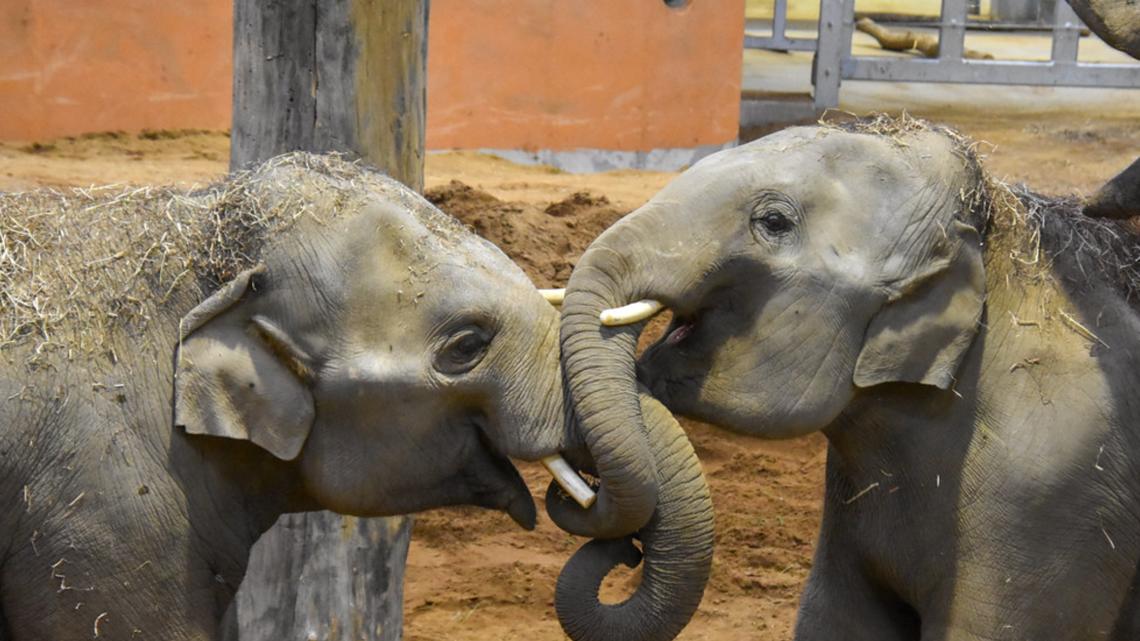 Houston Zoo, Baylor scientists team up to fight deadly elephant virus ...