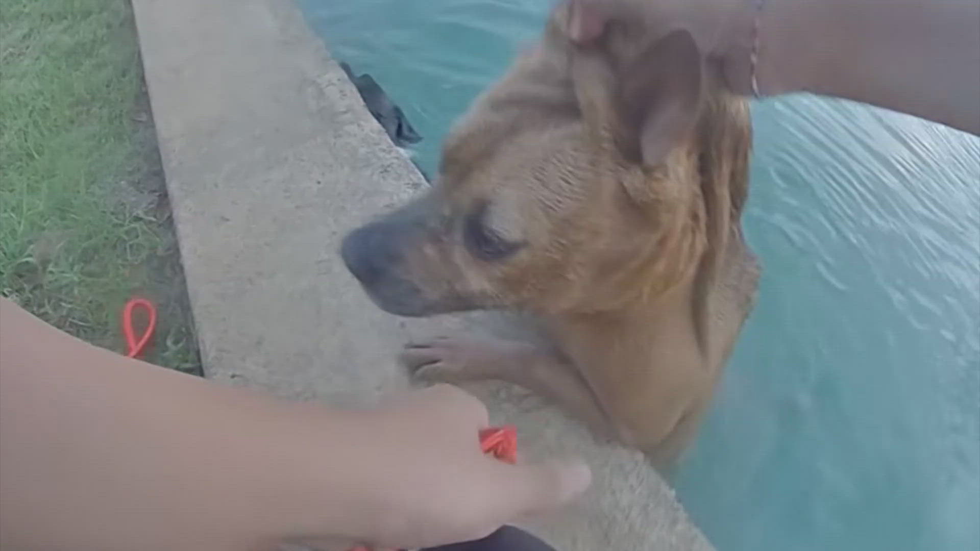 Watch: Dogs rescued from pond by Manvel, Texas police officers | khou.com