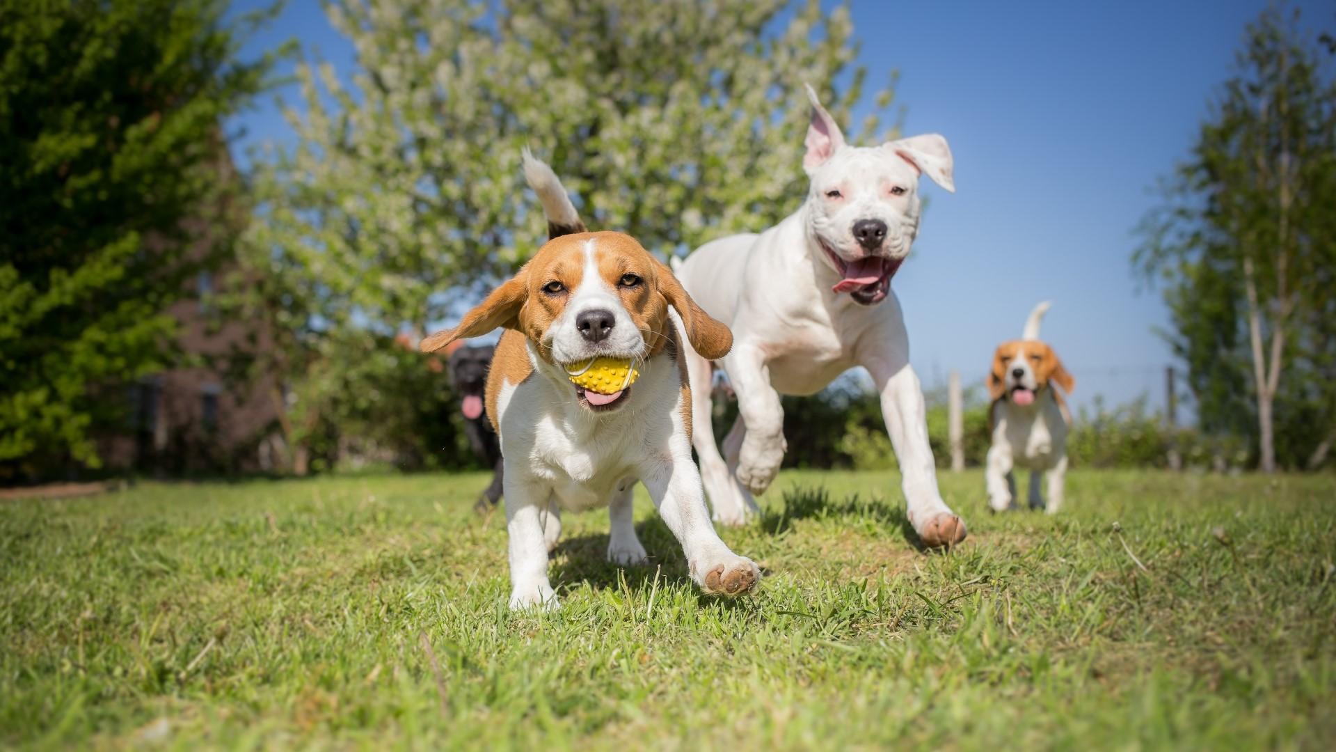 How to make extra money by renting your yard to dogs | khou.com