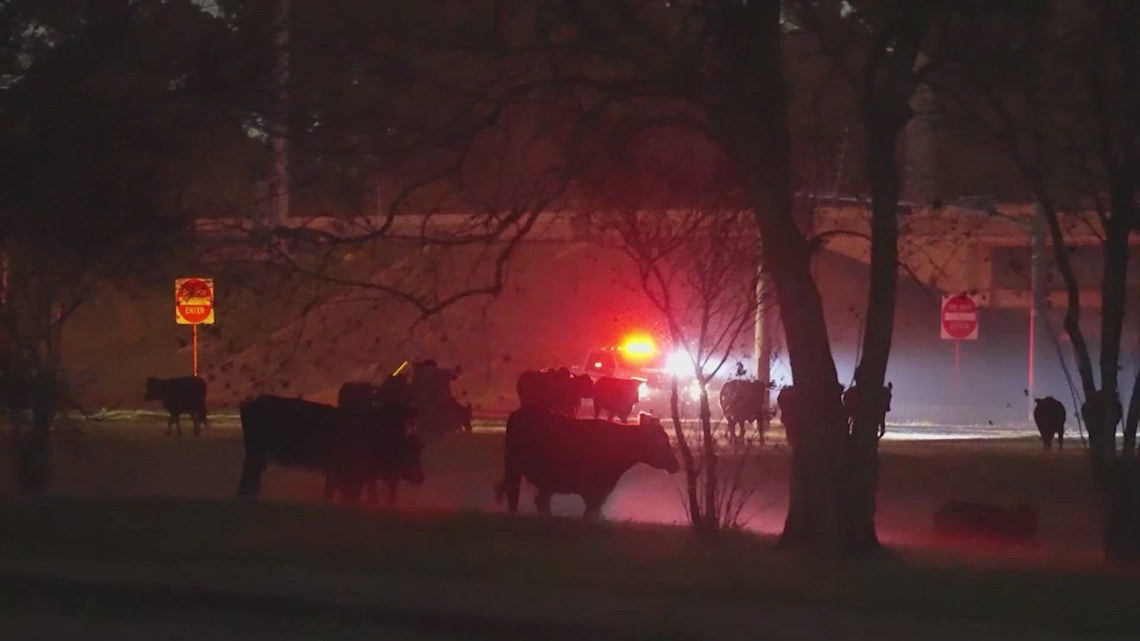 Cows cause overnight traffic delay on Highway 90 in east Houston | khou.com