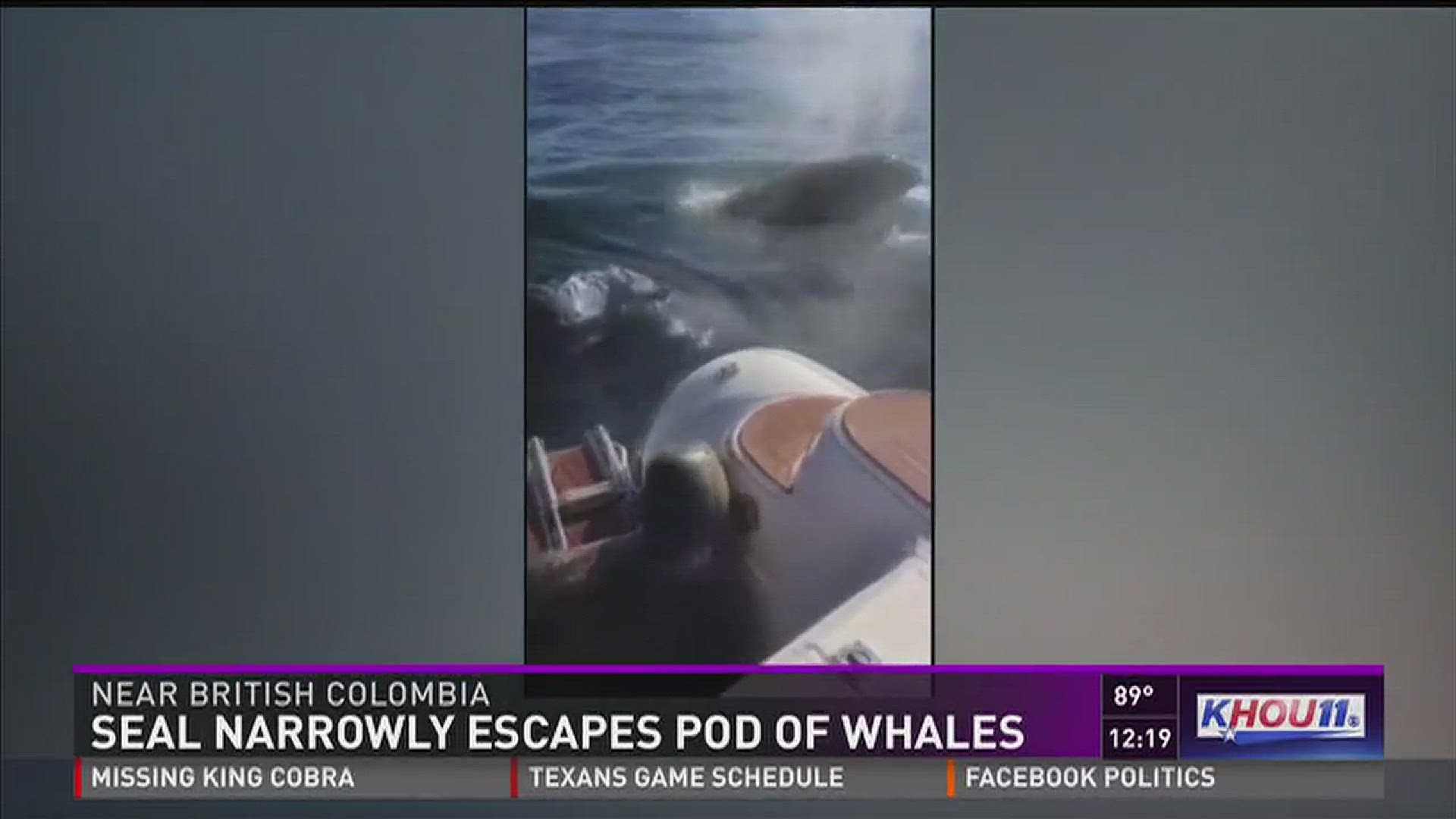 Watch: Video catches seal escaping orcas on a boat | khou.com