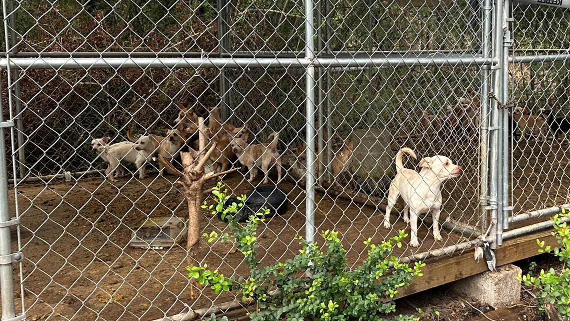 Houston SPCA rescues dozens of dogs from Weimar, Texas property | khou.com