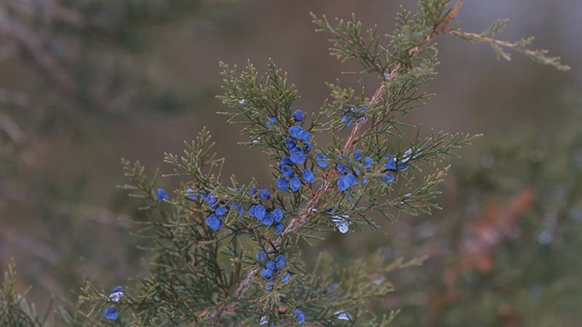 Cedar fever or COVID-19? Here are the symptoms of both | khou.com