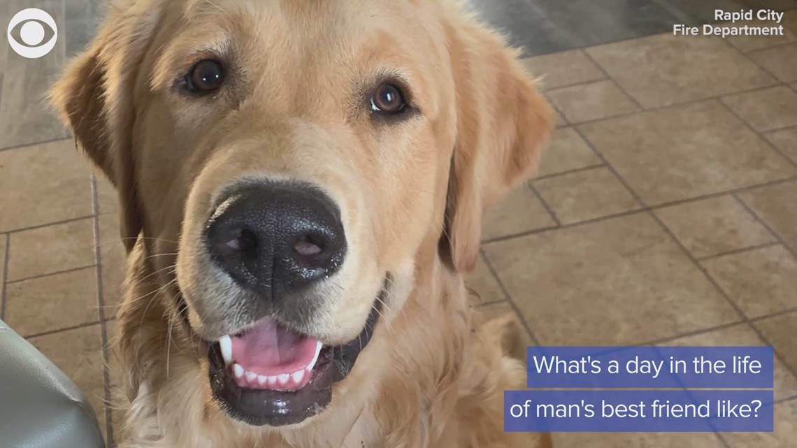 A day in the life of a fire station dog | khou.com