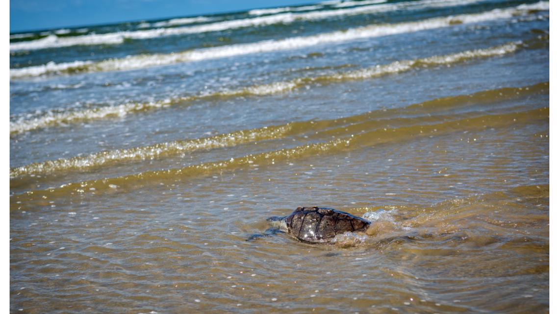 Houston Zoo releases sea turtles back into the wild | khou.com