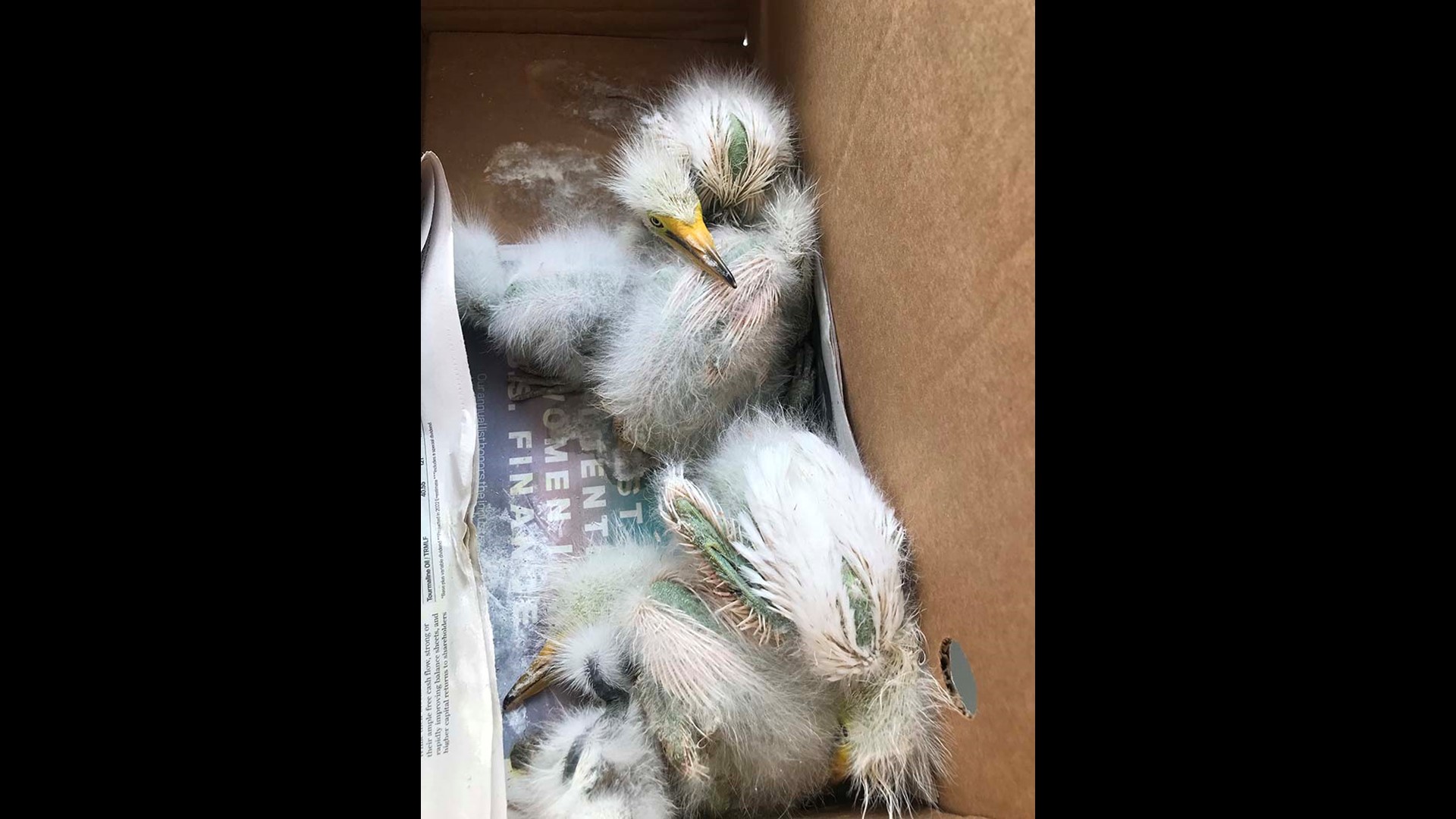 Photos: 71 birds rescued by Houston SPCA | khou.com