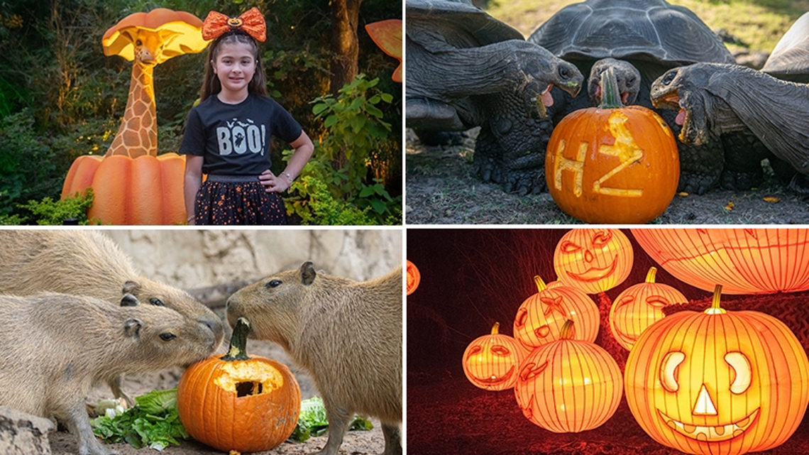 Celebrate fall at Zoo Boo now through Halloween at Houston Zoo | khou.com