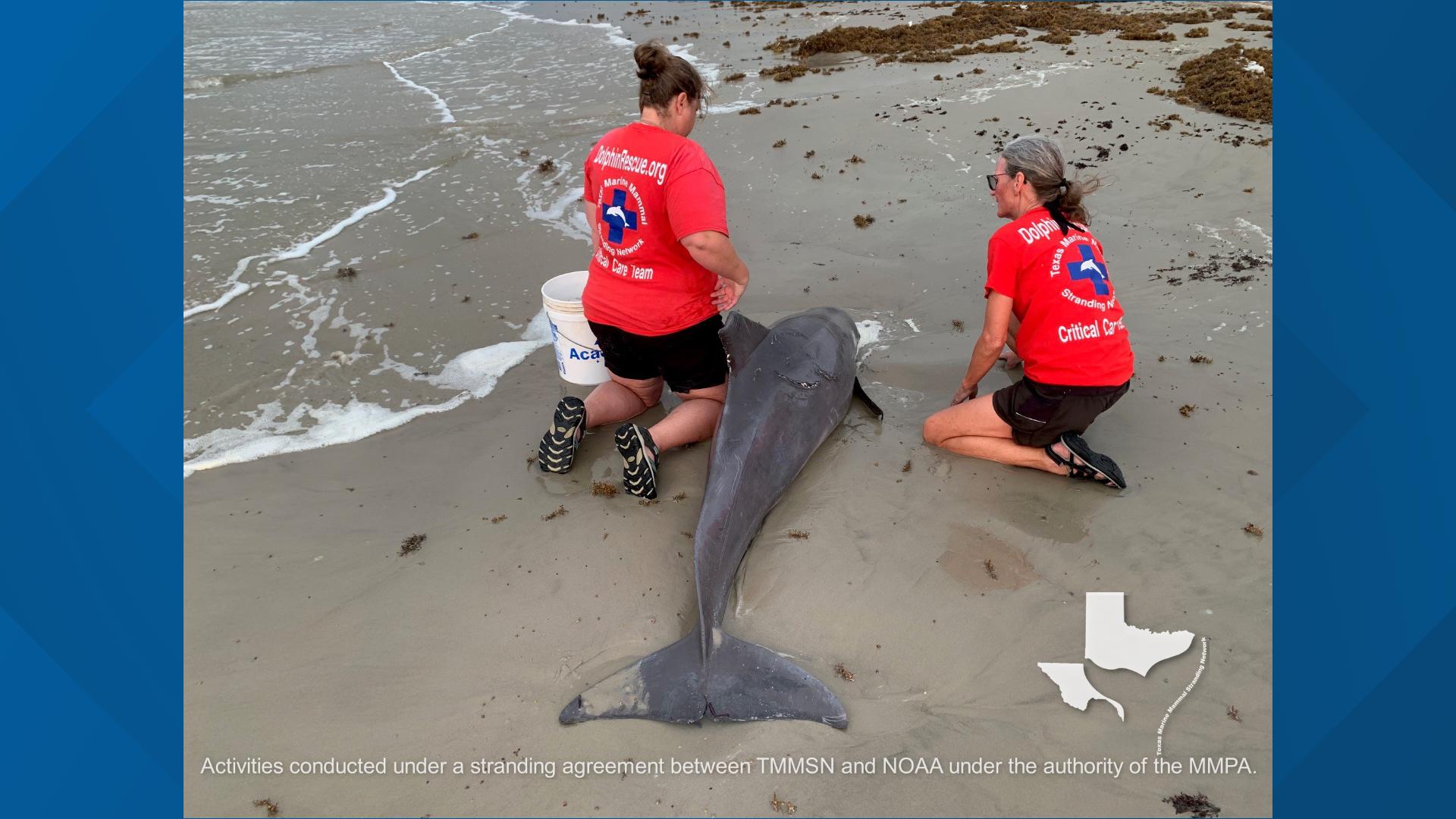 Stranded bottlenose dolphin rescued from Texas beach | khou.com