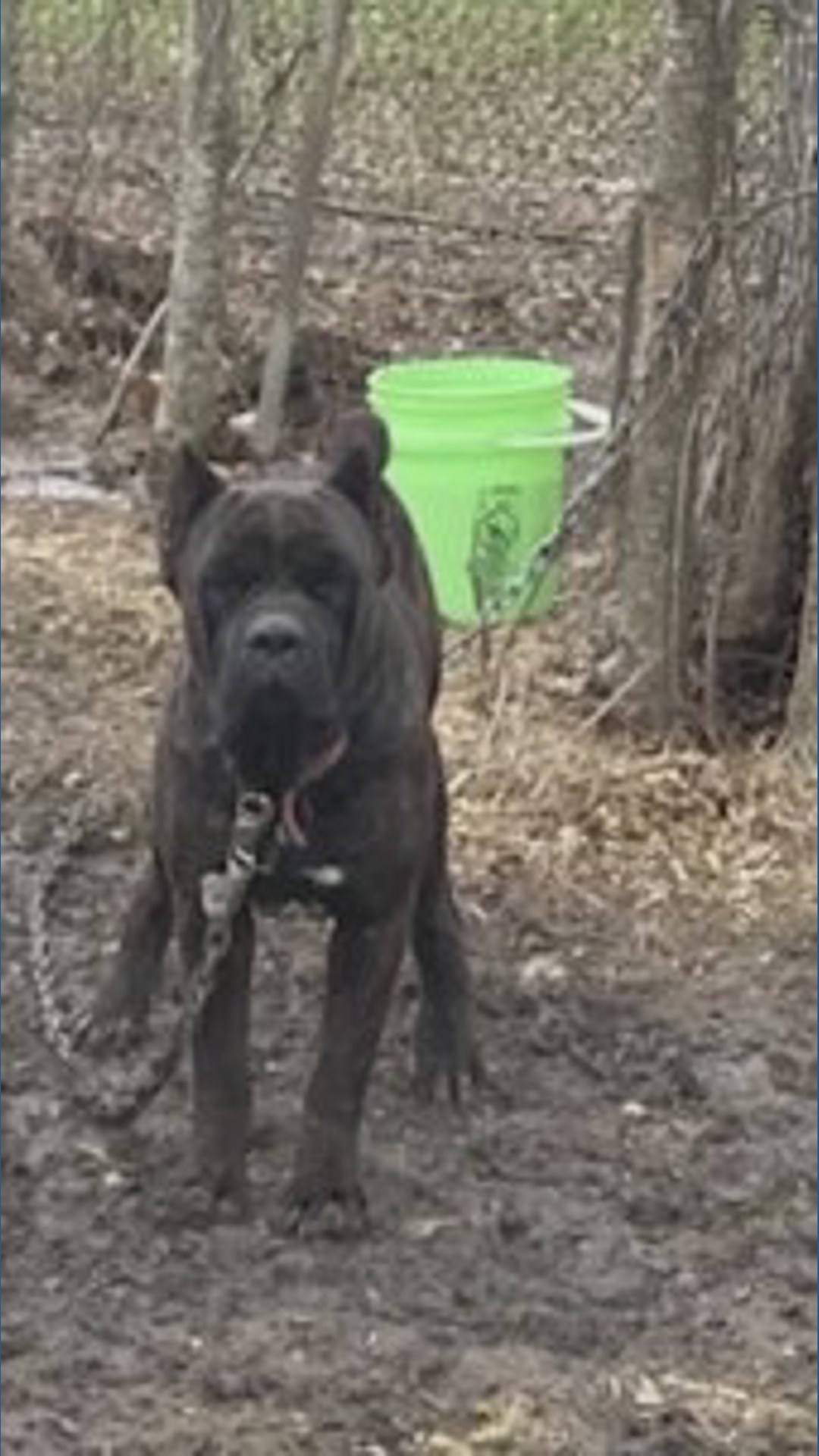 What Harris County Precinct 1 investigators found after dogs were left ...