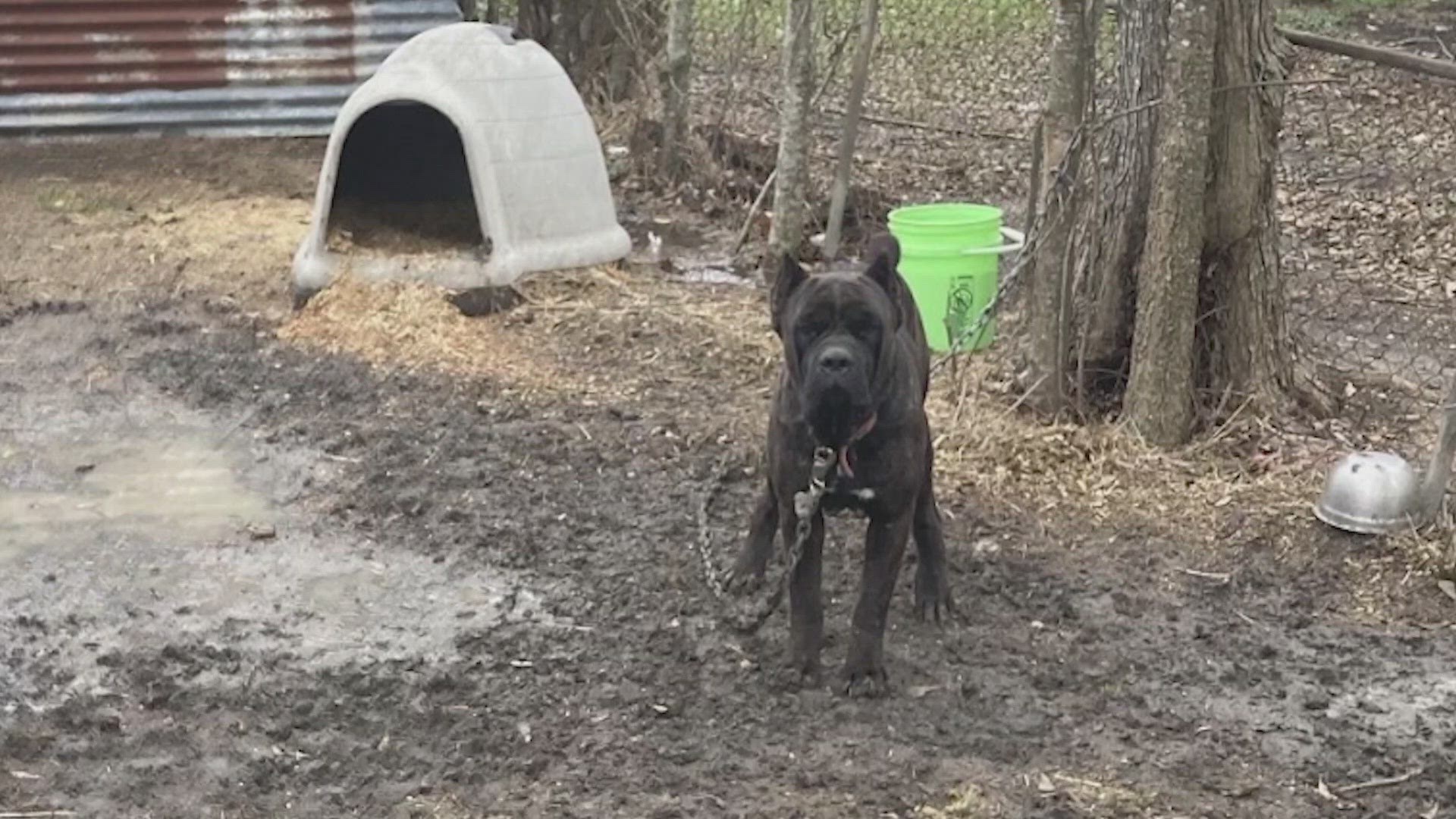 What Harris County Precinct 1 investigators found after dogs were left ...