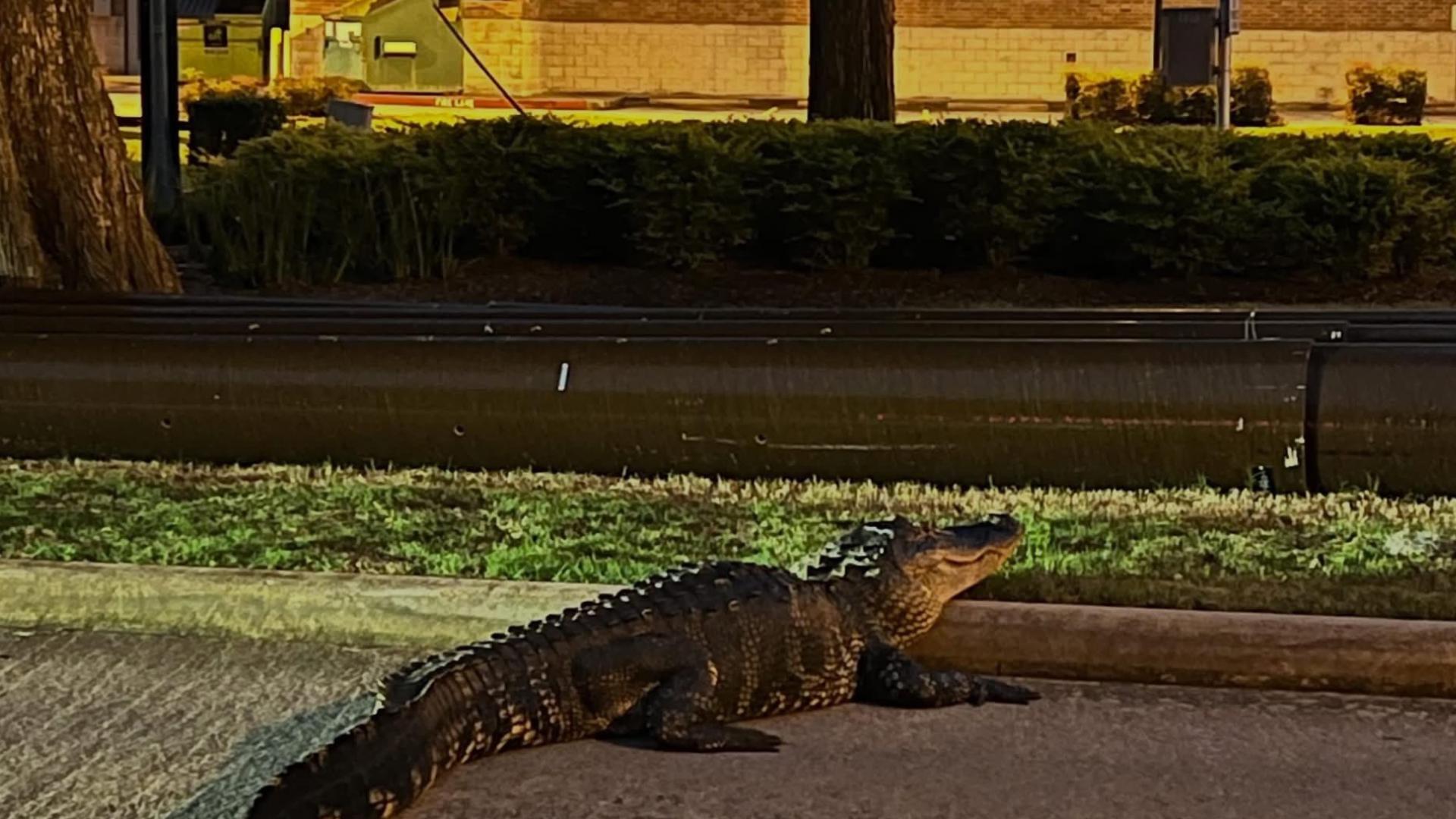 Another gator spotted in Sienna, this time right outside an elementary ...