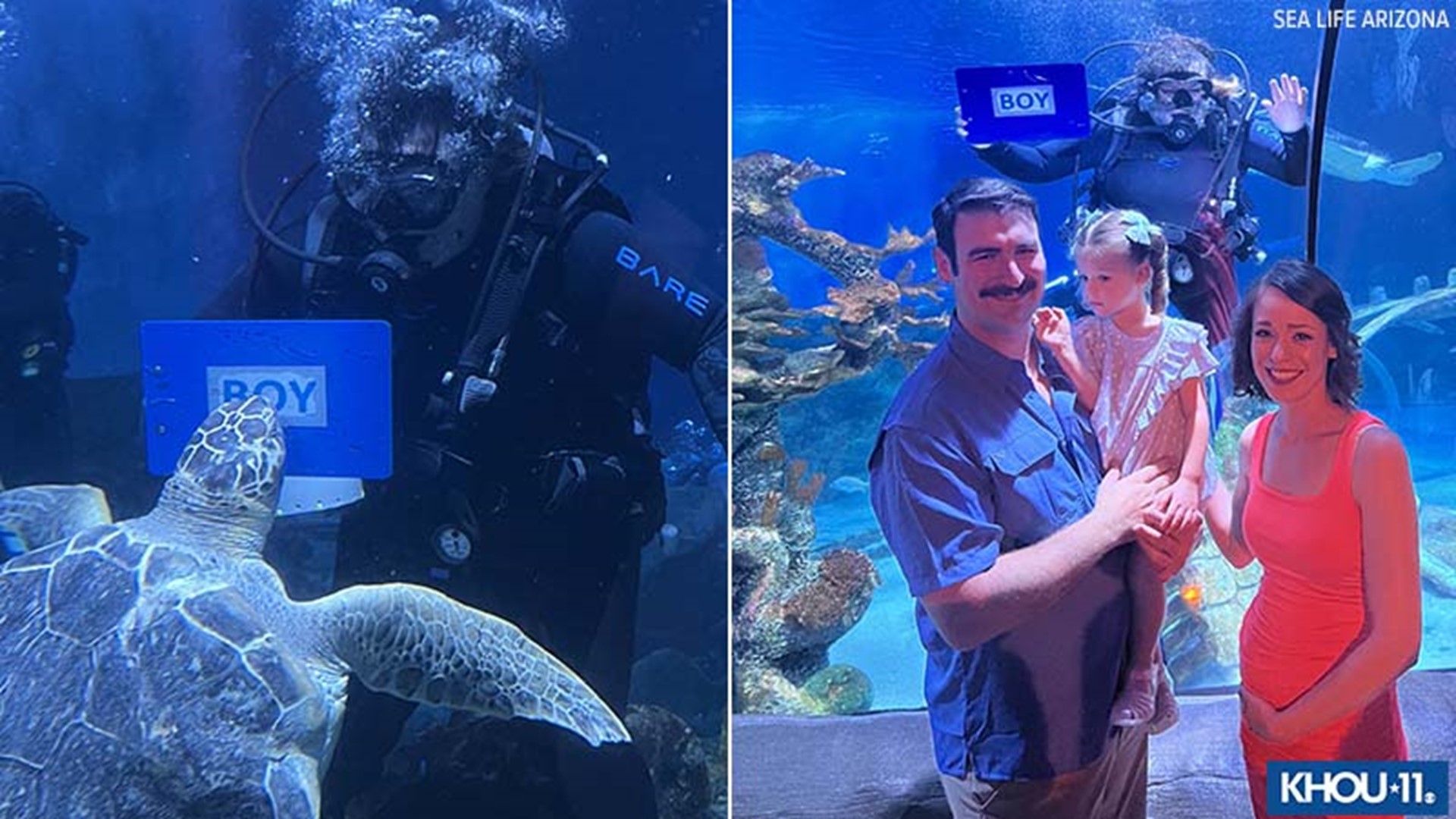 Underwater gender reveal: Sea turtle says 'it's a boy!' | khou.com