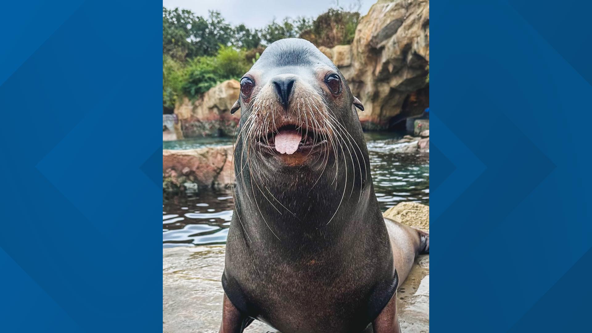 Gentle giant of the Gulf Coast: Houston Zoo mourns loss of beloved sea ...