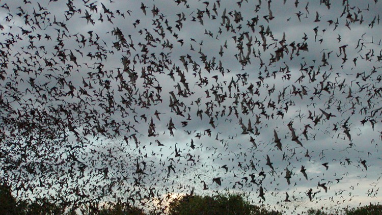 Hundreds of cold-stunned bats rescued in Houston area | khou.com