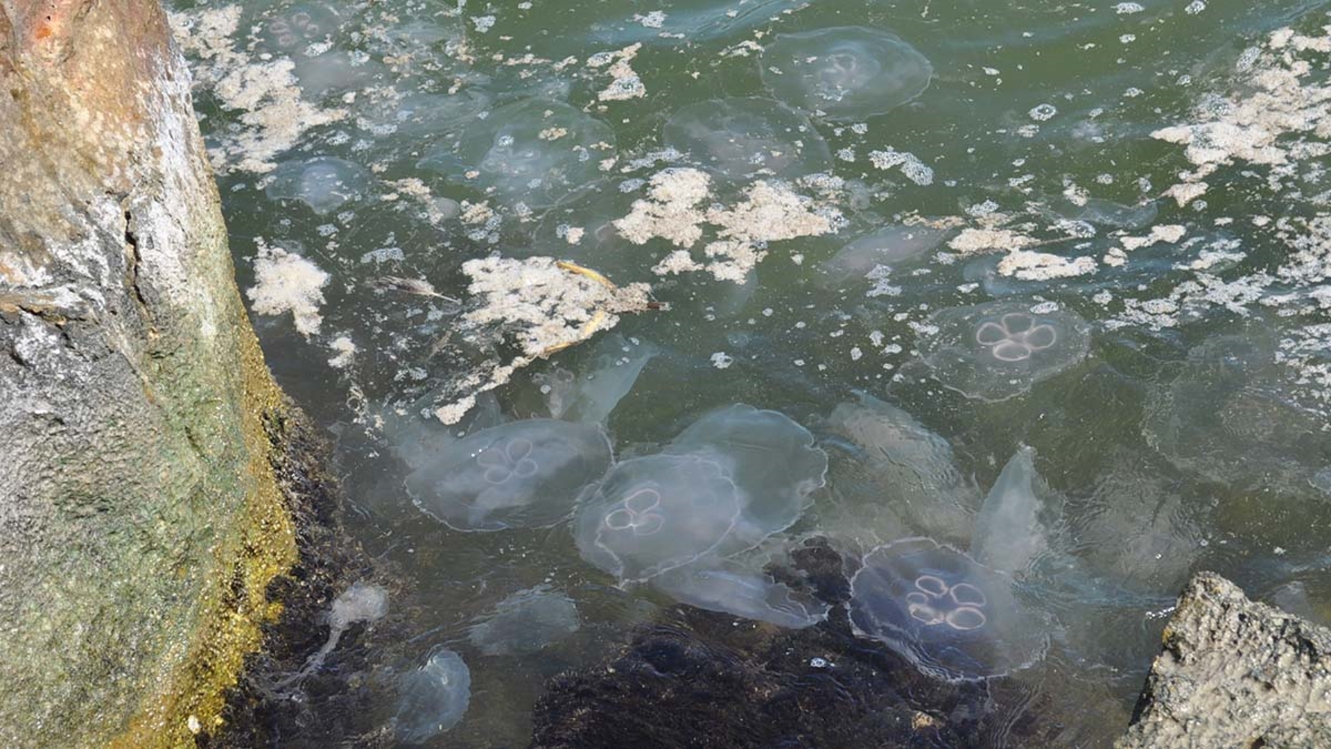 Thousands of moon jellies spotted in water near Texas beaches | khou.com
