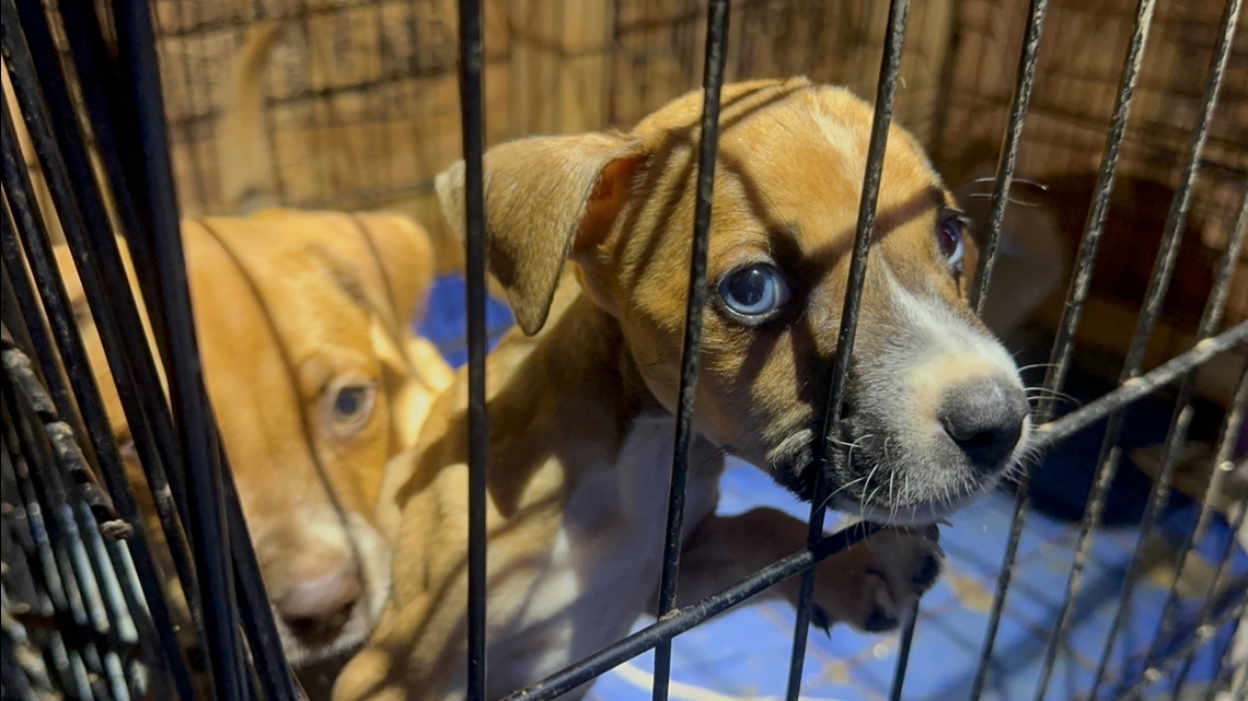9 starving dogs rescued after kitten set on fire, SPCA says | khou.com