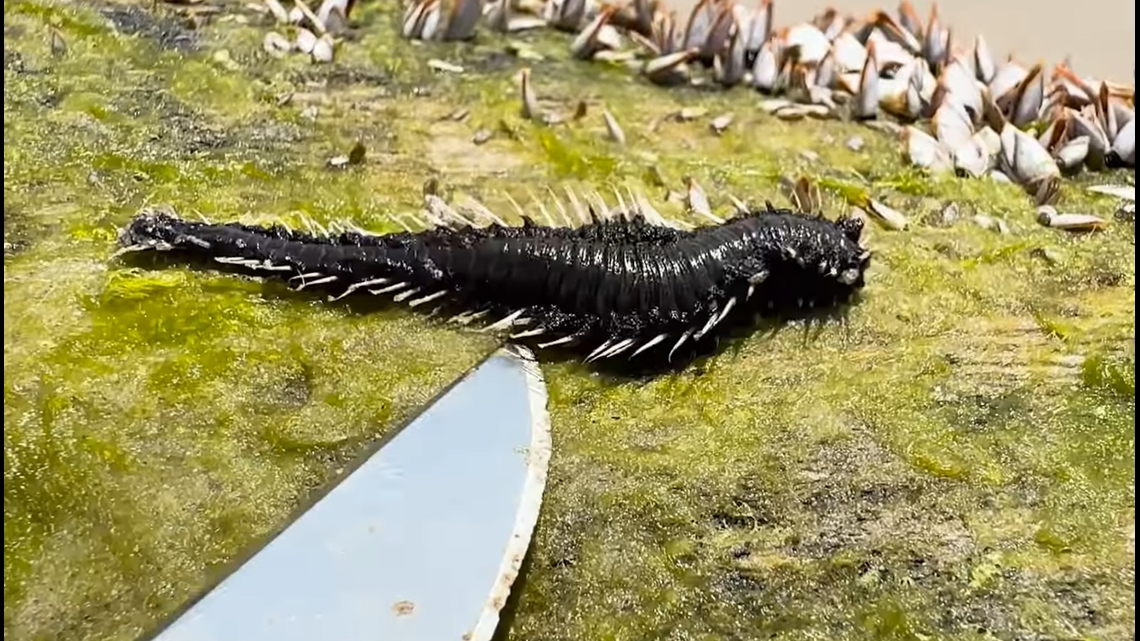 Photos: Fireworm found on Mustang Island has painful sting | khou.com
