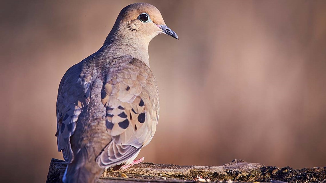 Dead doves found in Texas test positive for parasite | khou.com