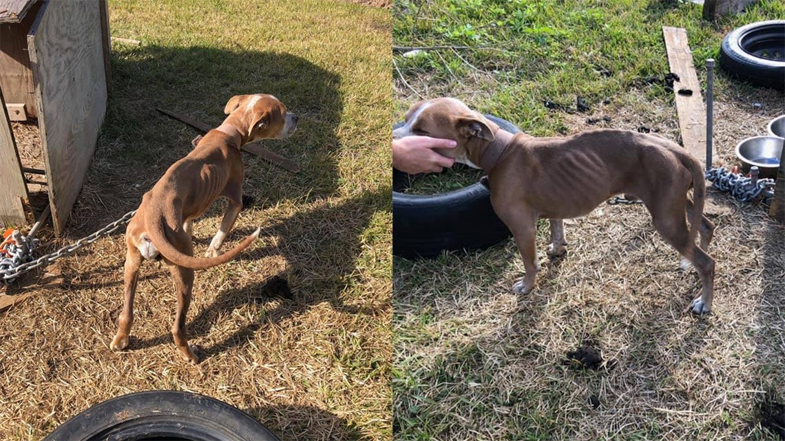 5 emaciated dogs seized from 2 properties in SE Harris County | khou.com