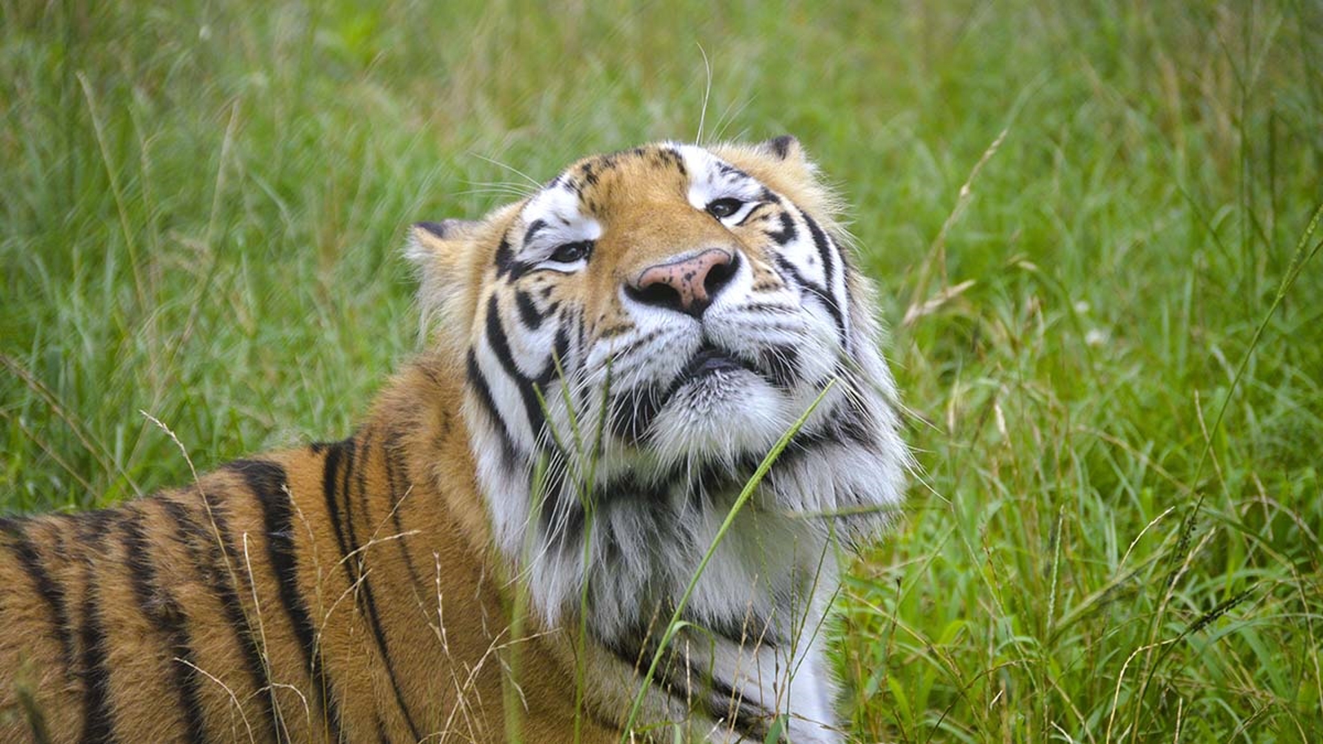 These rescued Texas tigers are celebrating a significant anniversary ...
