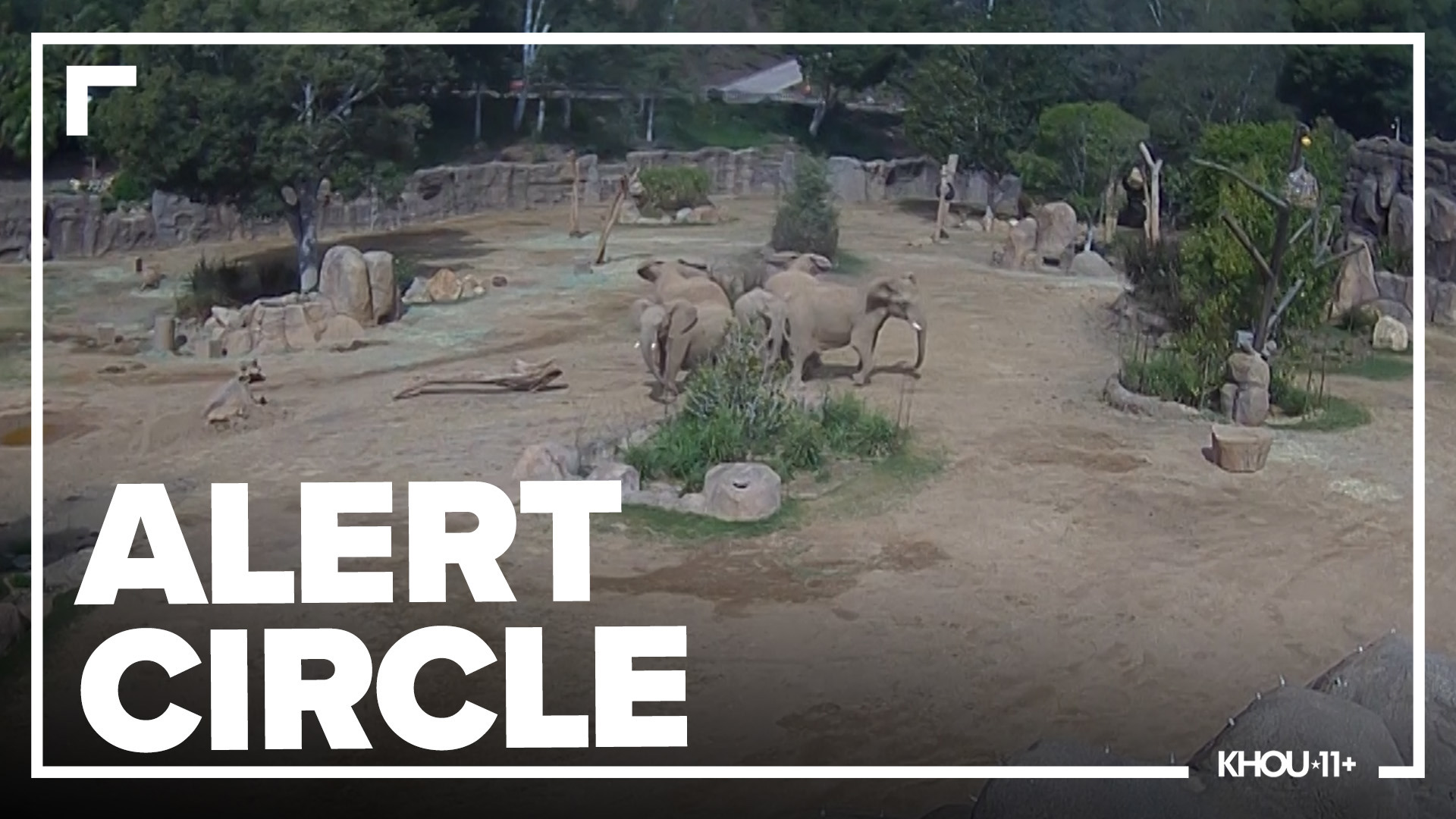 Watch: Elephants at San Diego zoo huddle to protect calves during ...