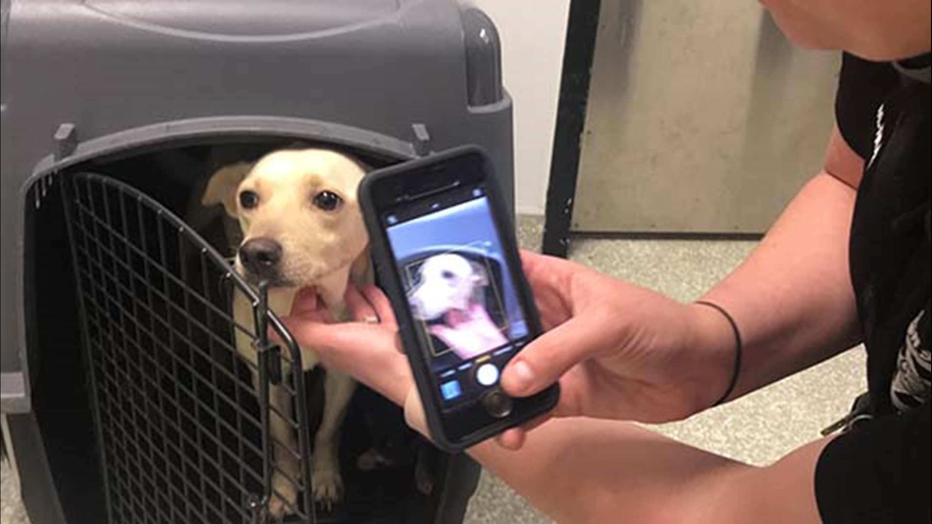 Houston SPCA rescues 26 dogs, cats from 'horrific conditions' | khou.com
