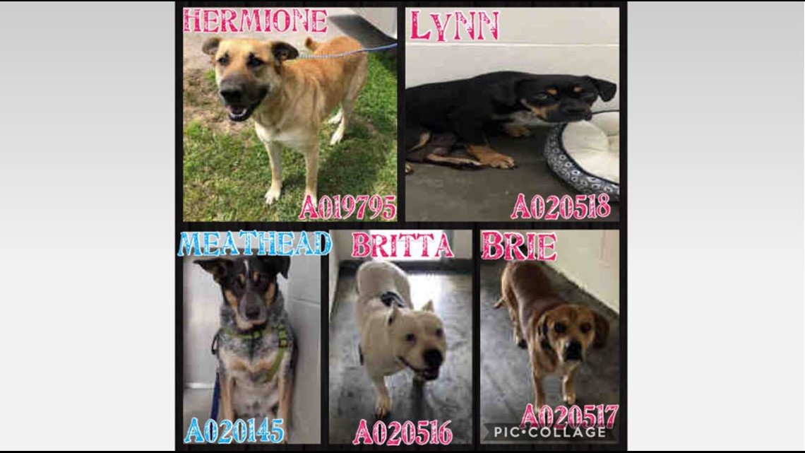 33 dogs at Fort Bend animal shelter are in urgent need of adoption ...
