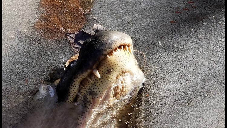 Alligators freeze in swamp with noses above ice | khou.com